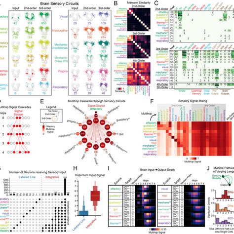 Pdf The Connectome Of An Insect Brain