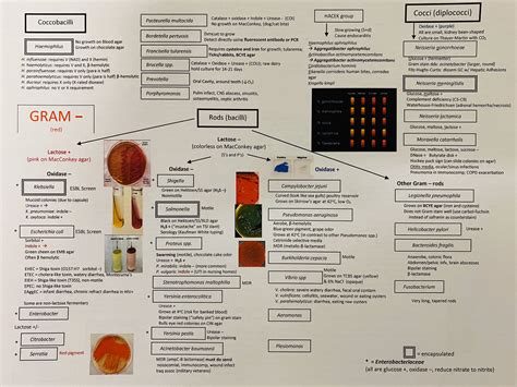 Gram Negative Bacilli Identification Flowchart