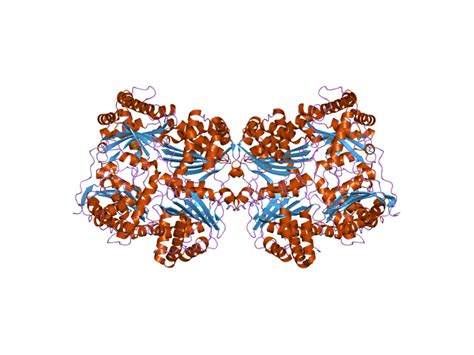 Islet Amyloid Polypeptide