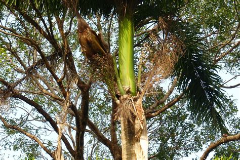 How To Grow Roystonea Oleracea Earthone