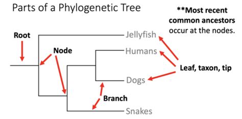 Tree Of Life Ch 4 Flashcards Quizlet