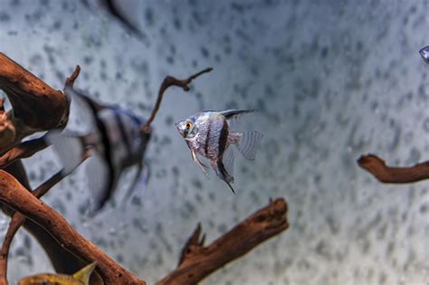 Premium Photo Underwater Shot Of Fish Pterophyllum Scalare Altum