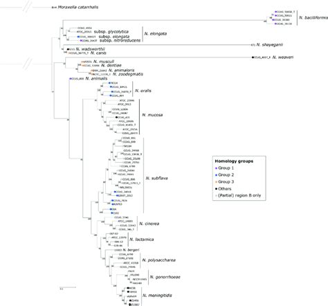 An Ml Phylogeny Generated From An Alignment Of Concatenated Rmlst Download Scientific Diagram