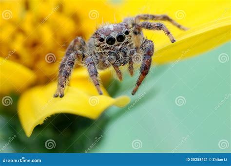 Jumping Spider Stock Image Image Of Ecological Insects 30258421