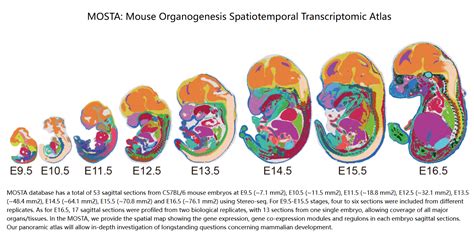 Collections Stomics Database
