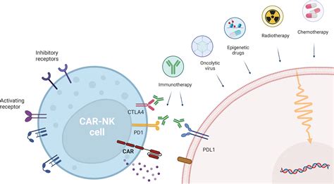 Frontiers Car Nk Cells Harnessing The Power Of Natural Killers For