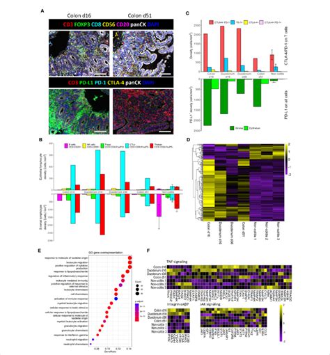 Multiplex Ihc And Rnaseq Analysis Of The Different Biopsies A Download Scientific Diagram