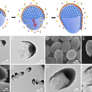 A B TEM Images Of The Morphology Of BSiO NPs At Reaction Time Of H Download Scientific