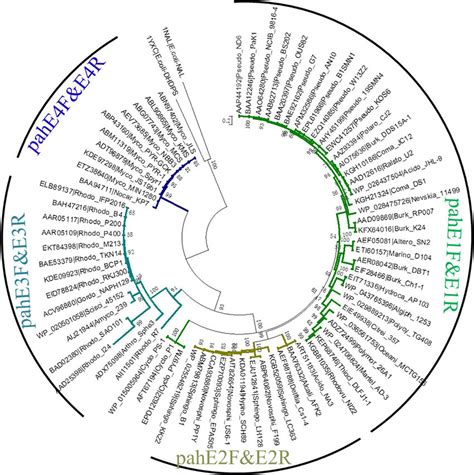 Four Different Degenerate Primer Pair Sets Designed Based On Pahe