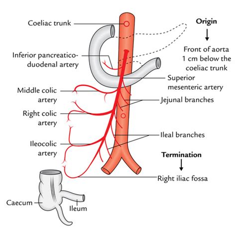 34 Superior And Inferior Mesenteric Arteries And Their Anastomoses