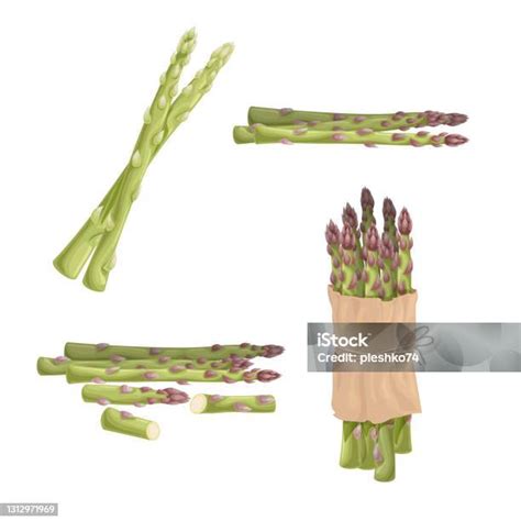 아스파라거스 세트 만화 신선한 농장 녹색 아스파라거스 콩나물 단일 그룹 무리 전체 개미 컷 벡터 일러스트레이션 컬렉션입니다 흰색 배경에 격리 개체 그룹에 대한 스톡 벡터