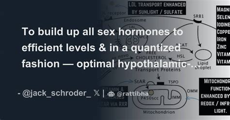 To Build Up All Sex Hormones To Efficient Levels And In A Quantized Fashion — Optimal Hypothalamic