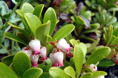 Bearberry Flower