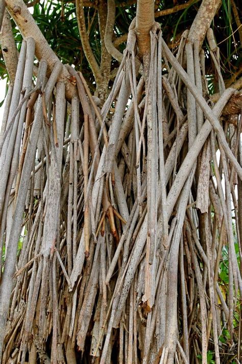 Prop Roots Stock Photo Image Of Breeze Bround Forest