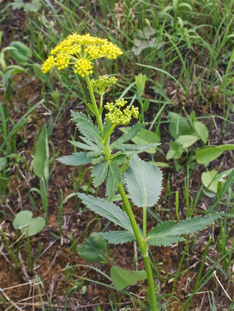 Wild Parsnip Chicago Botanic Garden