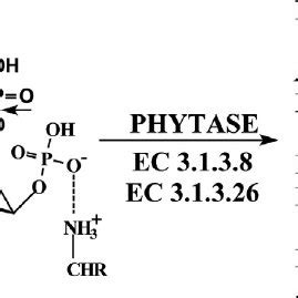 Time Course Of Phytic Acid Hydrolysis By E Coli Phytase Phyzyme Xp