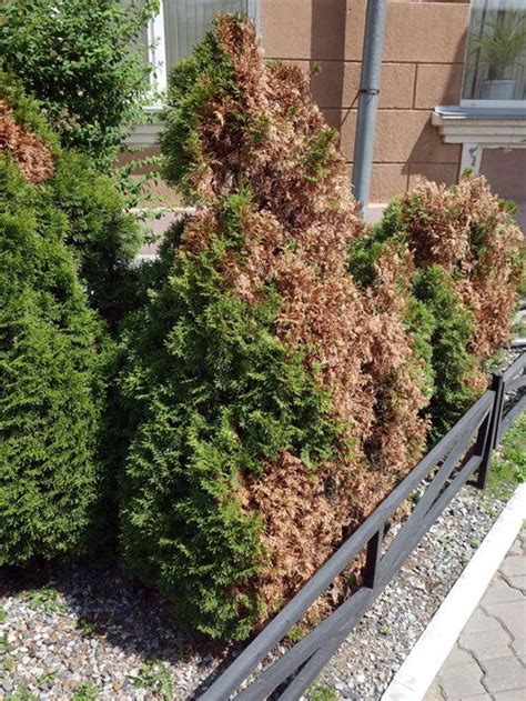 How To Save A Dying Tree Tips And Tricks That Work Balcony Garden Web