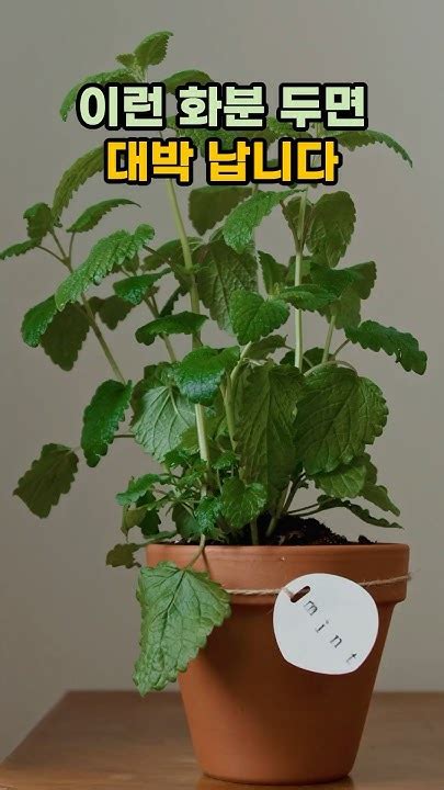 이런 화분 집안에 두면 돈복 터집니다 생활풍수 풍수 풍수지리 풍수인테리어 풍수소품 재물운 재물복 기운 행운 대길 Shorts Youtube