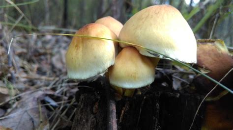 Mycelial Cords Home