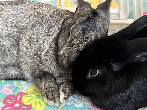 Constant Humping R Rabbits