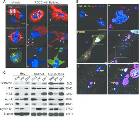 Confocal Microscopic Analysis Of Mitotic Regulatory Proteins In Pgccs Download Scientific