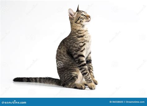 Attentive Cat Sitting Down On A Side View On A White Background Stock