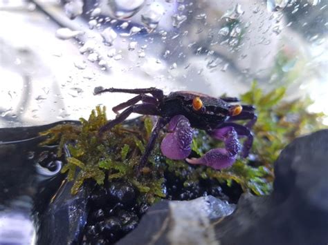 청주 수족관 아쿠아가든에서 본 신기한 뱀파이어 크랩 네이버 블로그