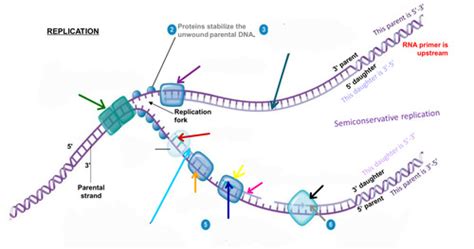 Replication Fork Diagram Flashcards Quizlet Replication Fork Diagram Flashcards Quizlet