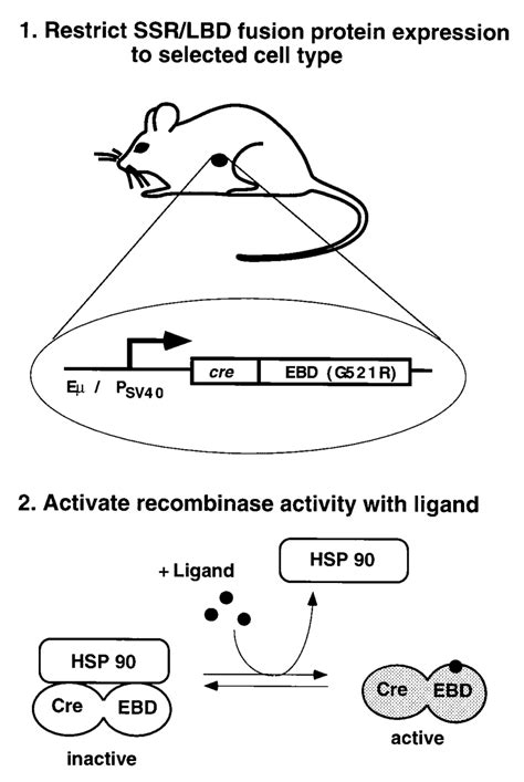 Principle Of Combinatorial Temporal And Spatial Regulation Of