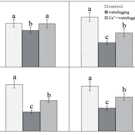 Root Stem And Leaf Microstructure Crosscutting Map Of Pepper Under Download Scientific