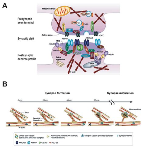Schematic Diagram Of An Excitatory Synapse And The Temporal Sequence Of Download Scientific