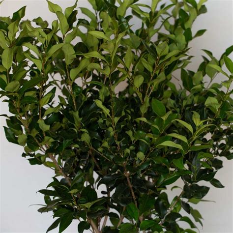 Wavy Leaf Ligustrum Shop Online Evergreen Shrubs Small White