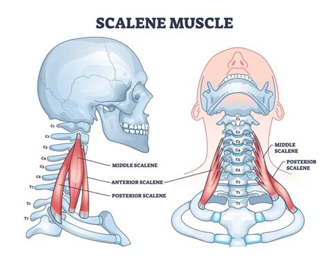 Anterior Scalene Stretching Exercises