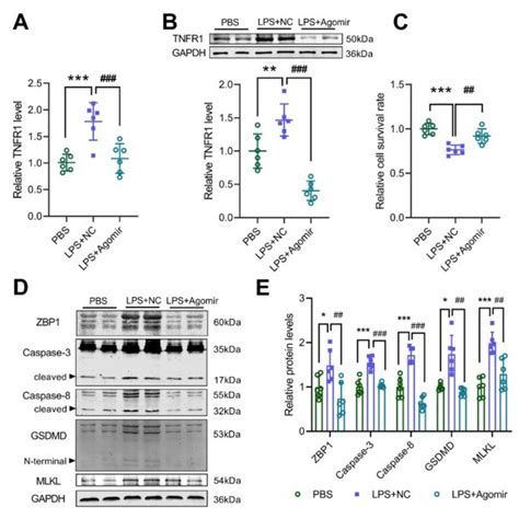 Mir 29a 3p Targets Tnfr1 To Inhibit Panoptosis In Alveolar Epithelial