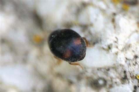 Nephus Bisignatus · Inaturalist Mexico