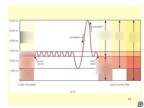 Spirogram Diagram Quizlet