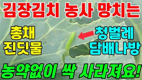 농약없이 김장김치 무 배추 청벌레 톡톡이 총채 진딧물까지 한번에 방제하는 방법 알려드립니다 Youtube