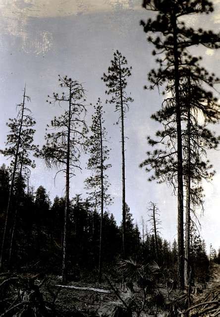 1934 Class 2d And Class 3d Tree Selection Keen Ponderosa Pine Tree Classification