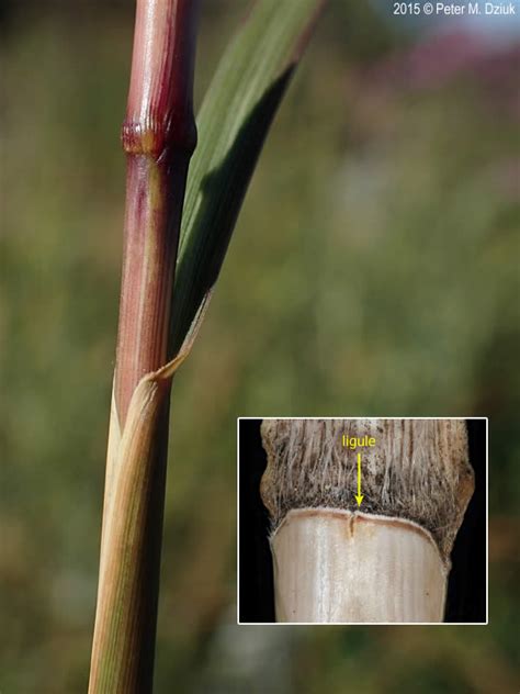 Sporobolus Compositus Rough Dropseed Minnesota Wildflowers