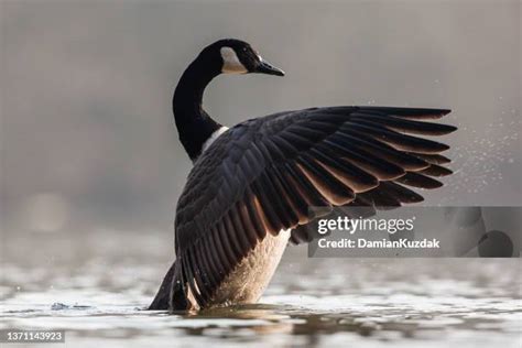 Canada Goose Feather Photos And Premium High Res Pictures Getty Images