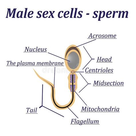 Diagram Of The Male Sex Cells Sperm Stock Vector Illustration Of