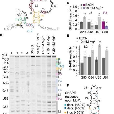 Shape Probing Of The Hatchet Ribozyme A Secondary Structure