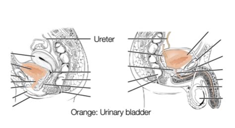 Bio209 Module 9 Urinary System Flashcards Quizlet