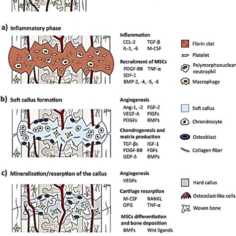 Bone Defect Microenvironment Dynamic Composition And Download