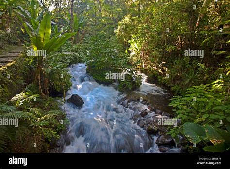 Stream Flowing Through A Forest Barranca Del Cupatitzio National Park