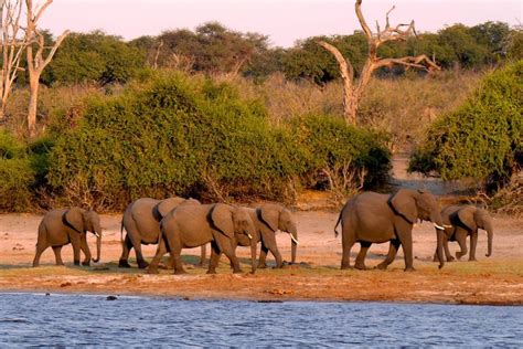 Botswana Überpopulation An Elefanten Führt Zu Konflikten Natürlich Jagd