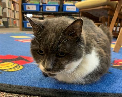 public library receives flood of donations for beloved senior cat