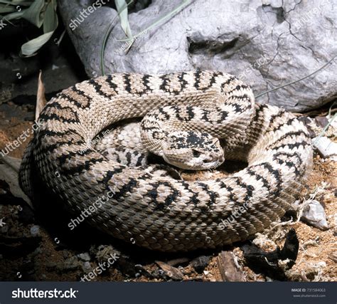Crotalus Oreganus Lutosus