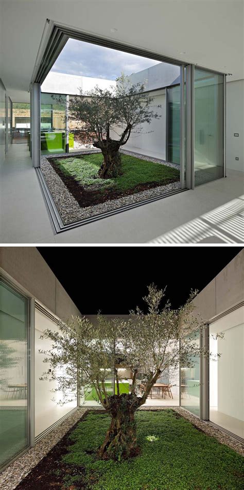 This Modern Home Has A Glass Atrium With A Single Olive Tree Thats The Heart Of The House All