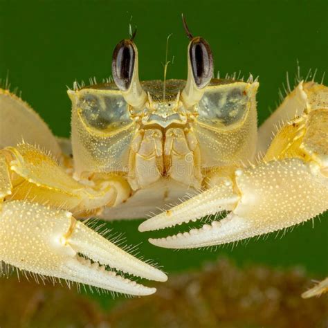Intense Macro Portrait Of A Ghost Crab Stock Illustration